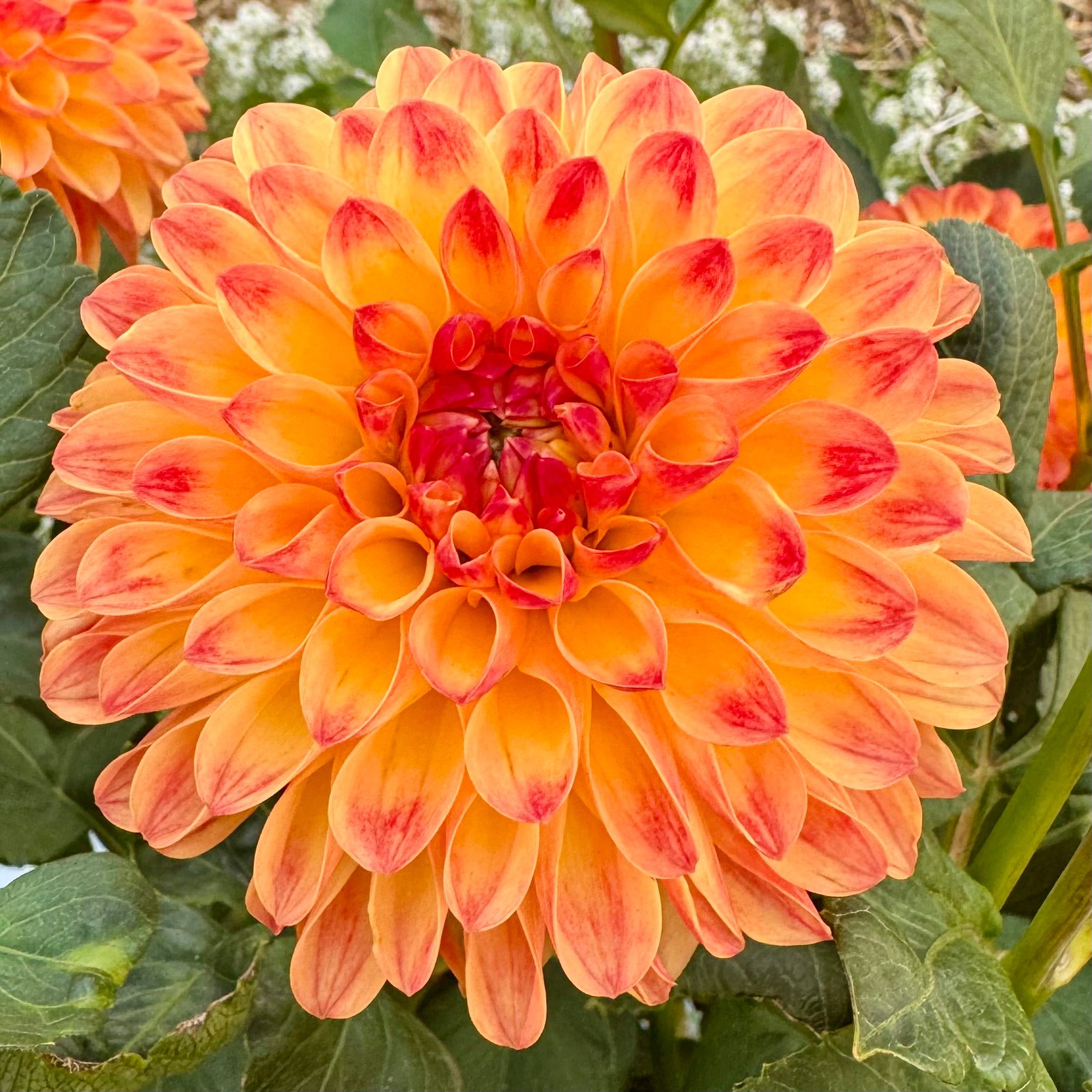 Dahlia Tuber: Jowey Chantel – Country Sunshine Flower Farm