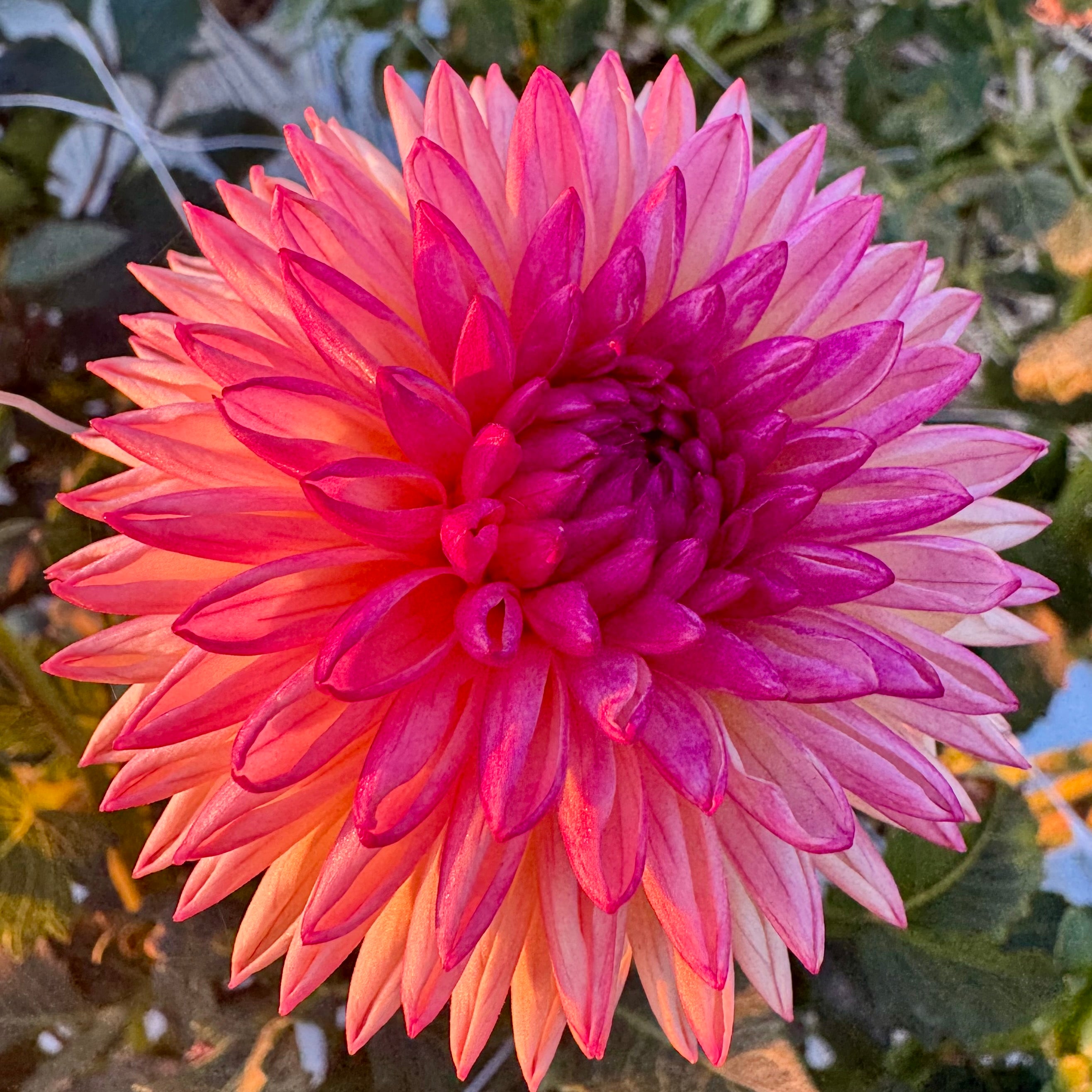 Dahlia Tuber: Valley Porcupine – Country Sunshine Flower Farm
