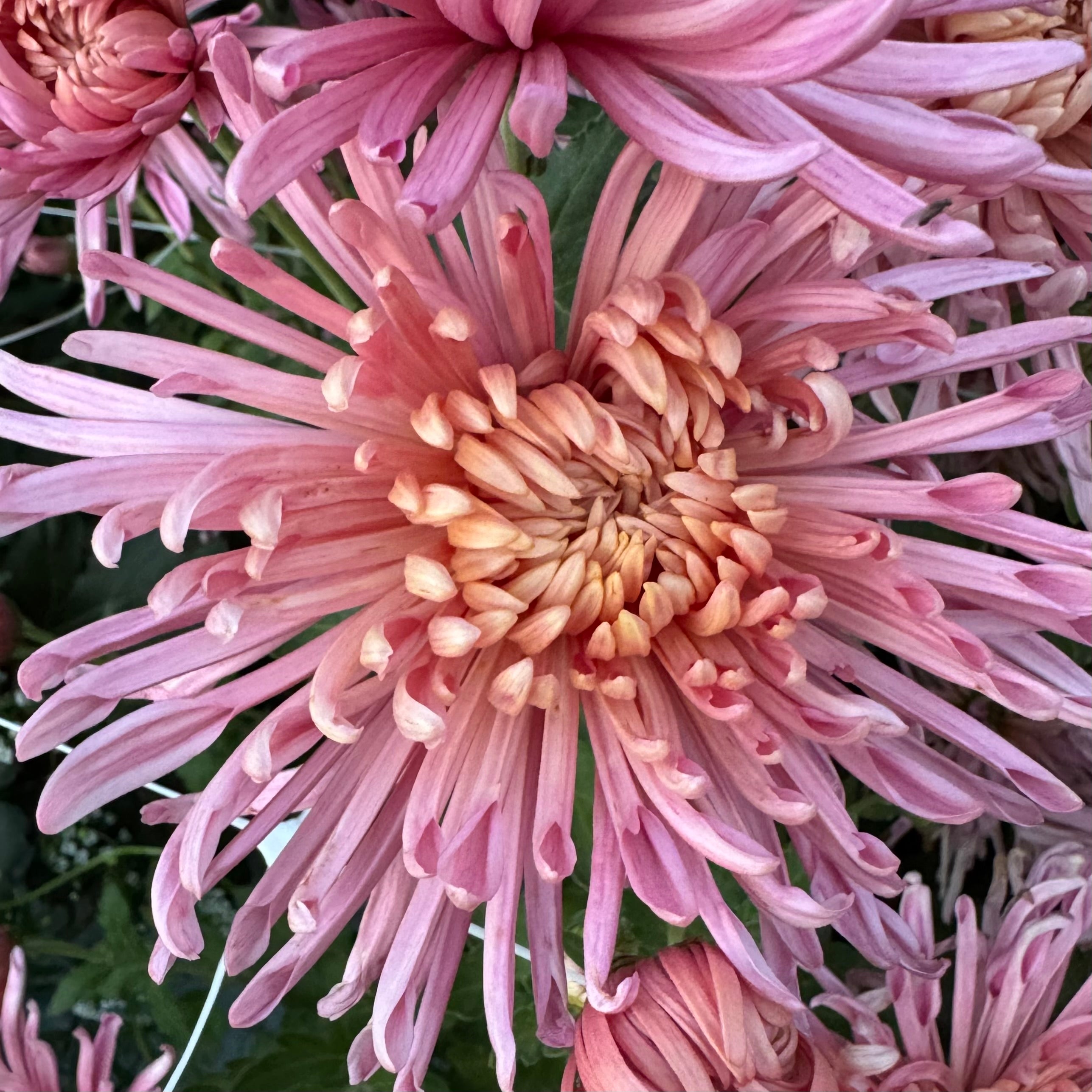 Chrysanthemum: Fancy Free – Country Sunshine Flower Farm