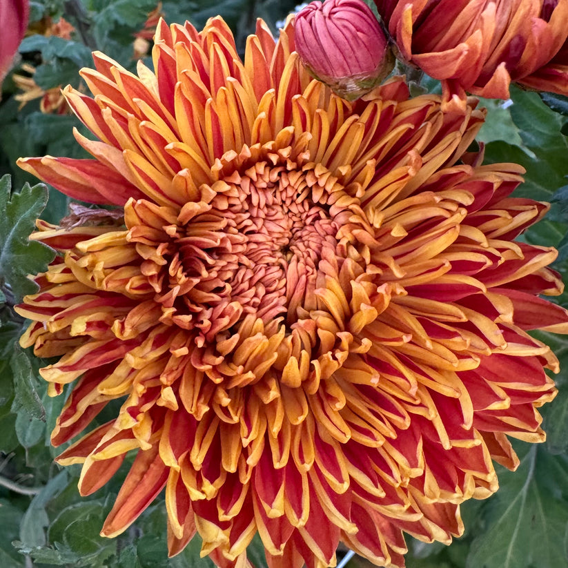 Chrysanthemum: Molly Lambert – Country Sunshine Flower Farm