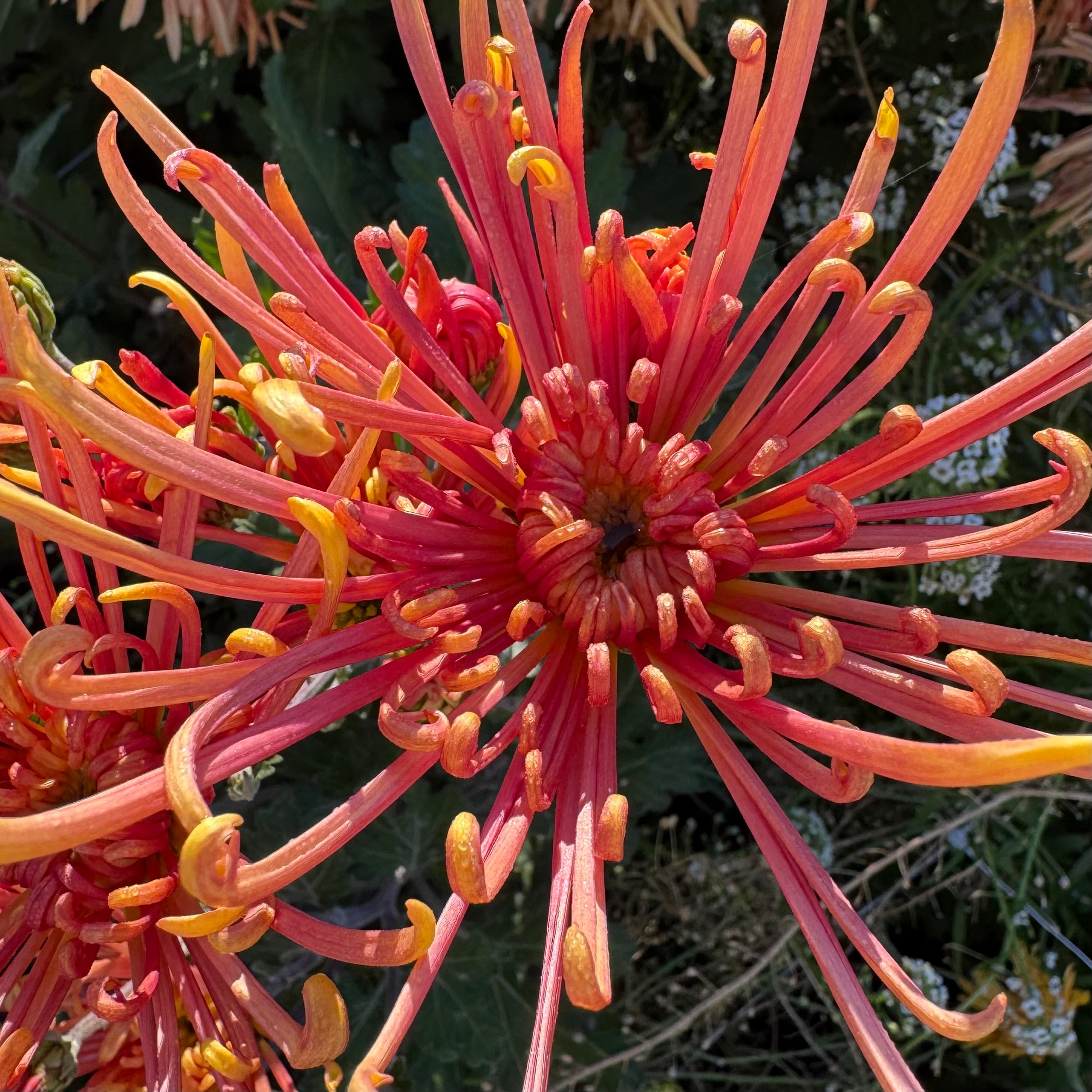 Chrysanthemum: Coral Reef – Country Sunshine Flower Farm