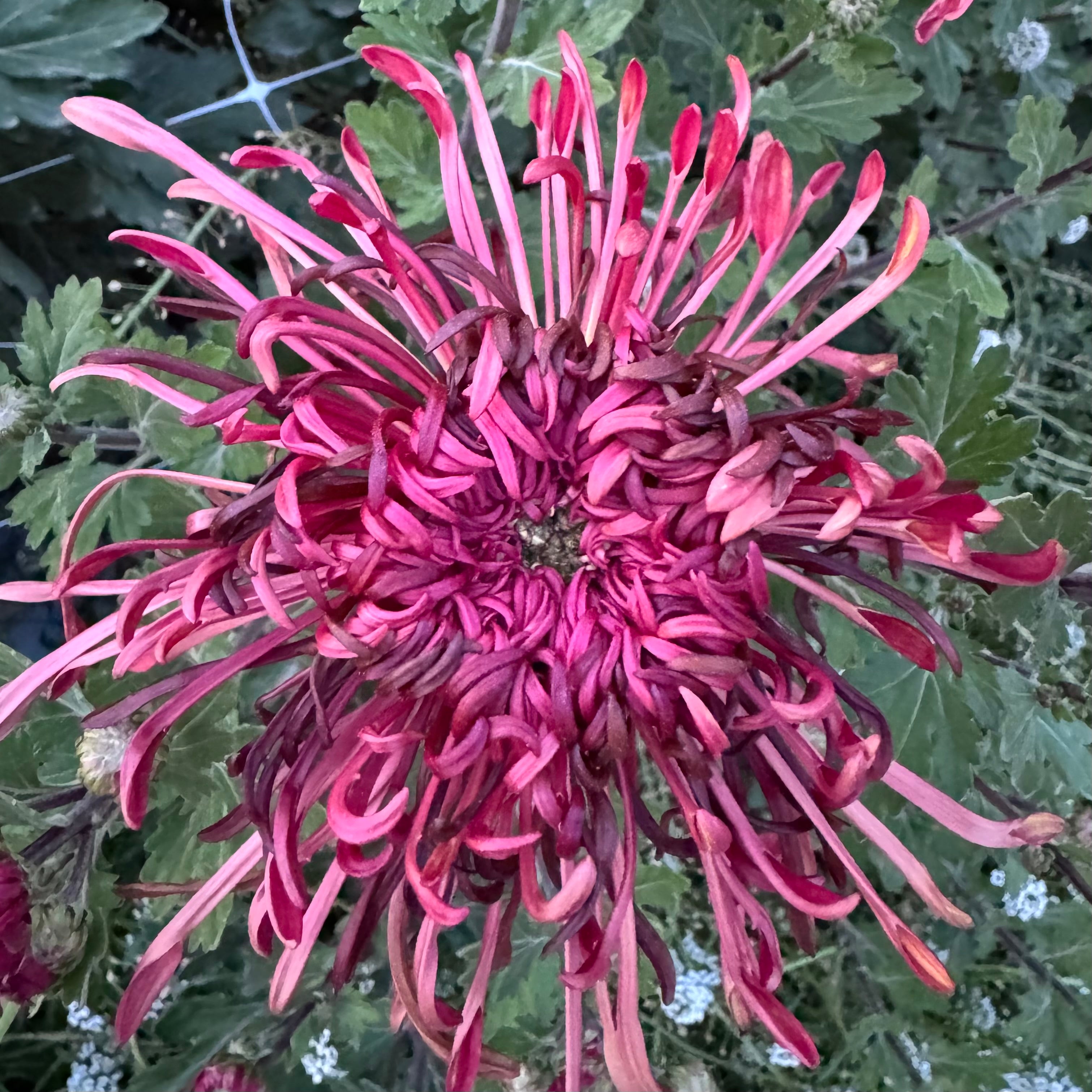 Chrysanthemum: Judith Baker – Country Sunshine Flower Farm