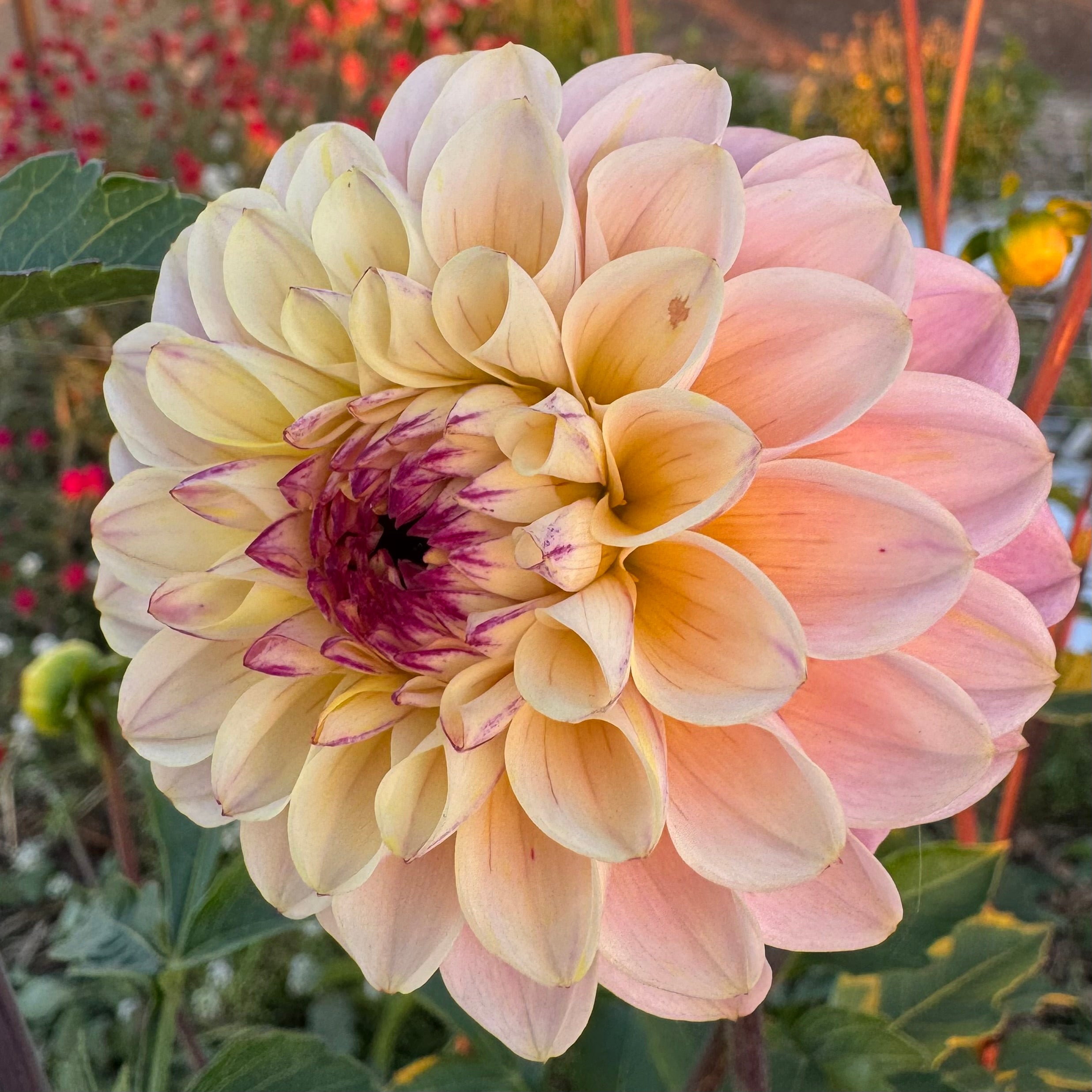 Dahlia Tuber: Wine Eyed Jill – Country Sunshine Flower Farm