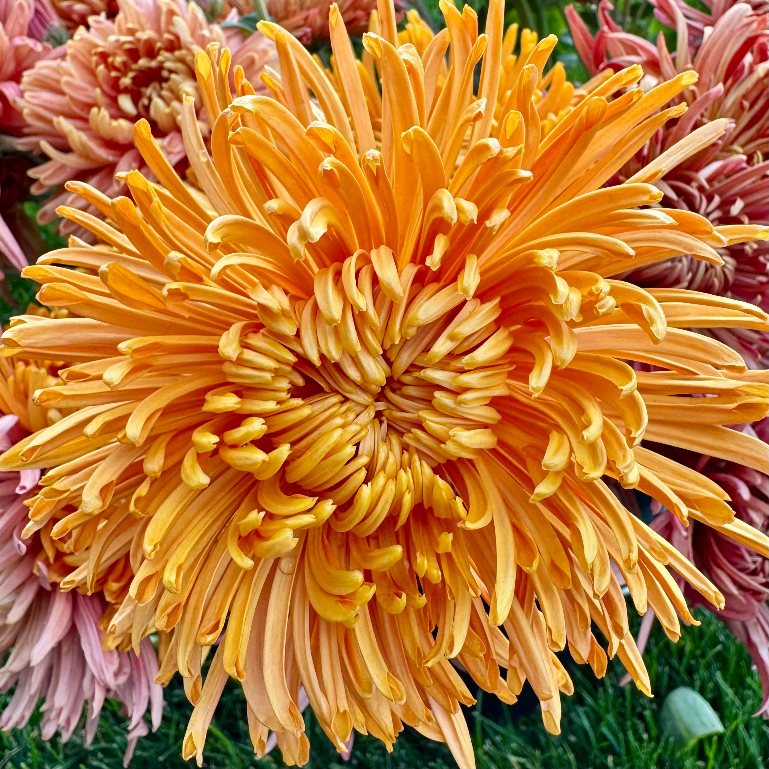 Chrysanthemum: Cheerleader – Country Sunshine Flower Farm